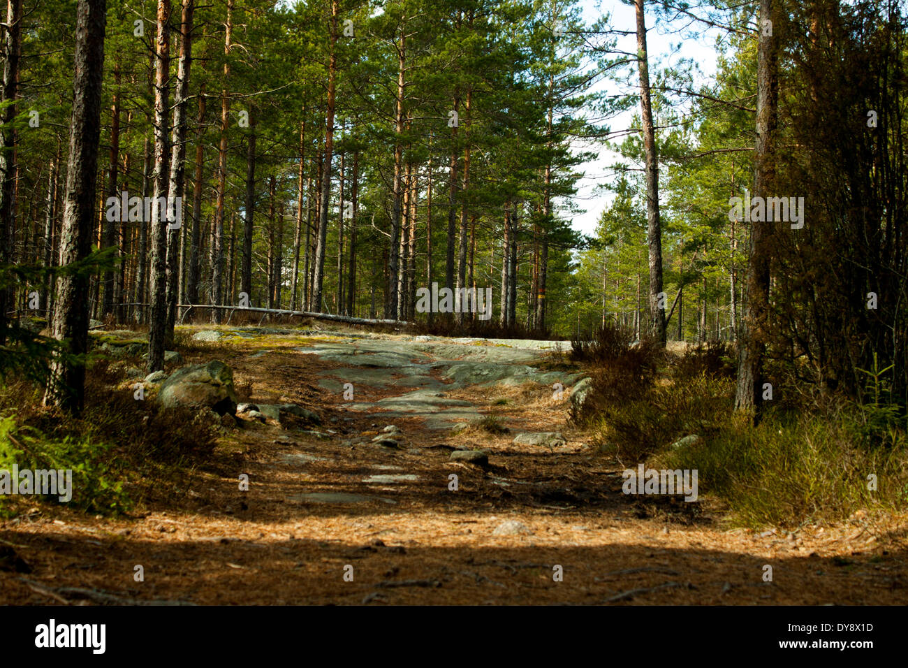 Forrest woods hi-res stock photography and images - Alamy