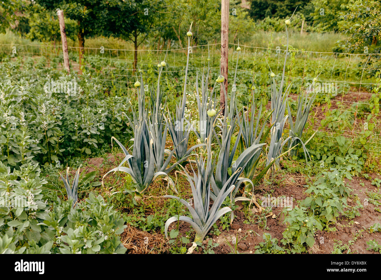 Growing leeks hi-res stock photography and images - Alamy