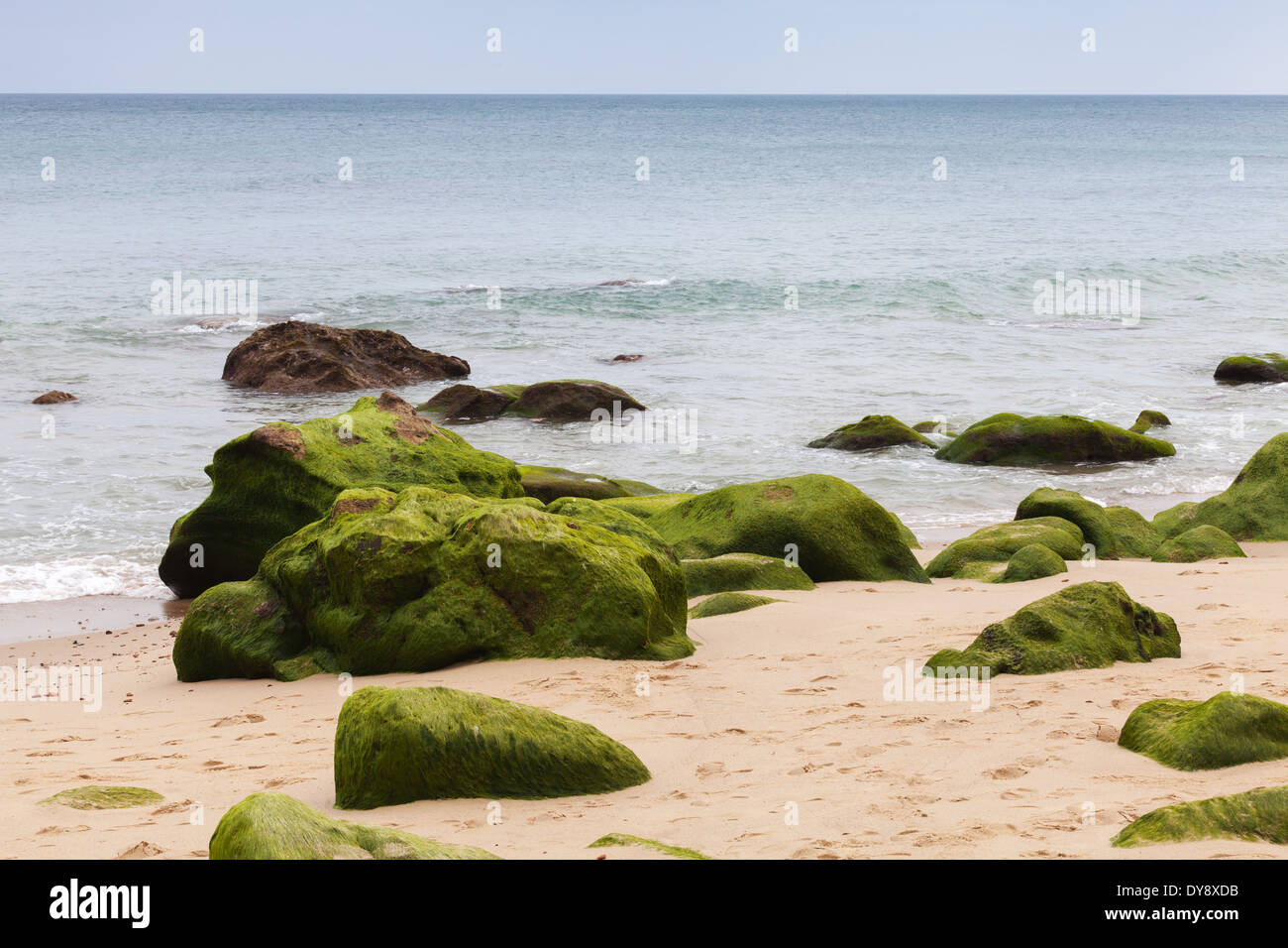 Atlantic ocean coast with green stones in algae. Tangier, Morocco Stock ...
