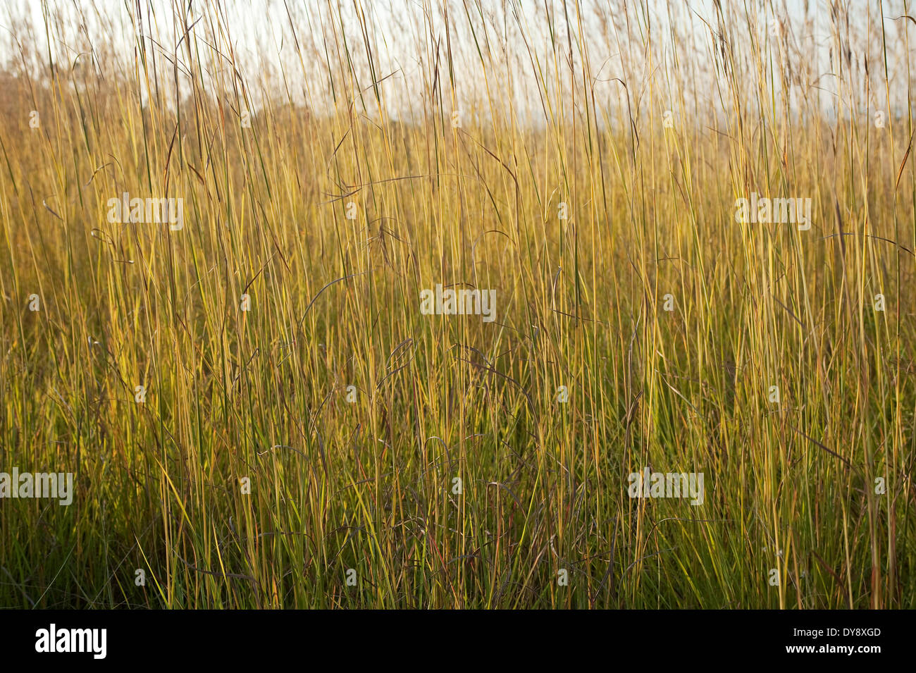 Highveld Grass High Resolution Stock Photography and Images - Alamy