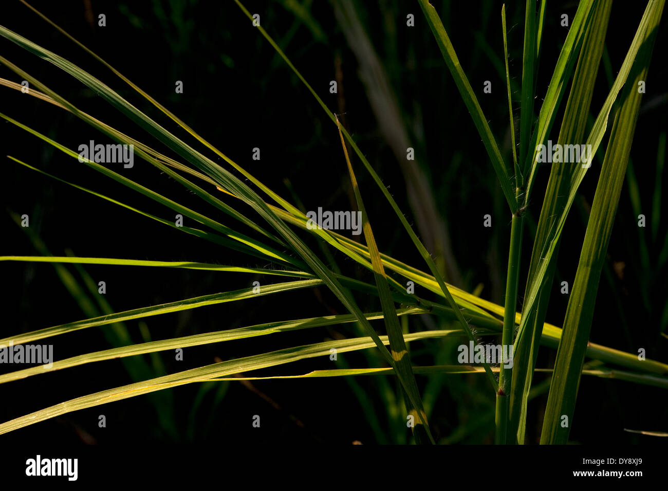 South Africa, Magaliesburg, 2010: Highveld grasses. . Graeme Williams ...