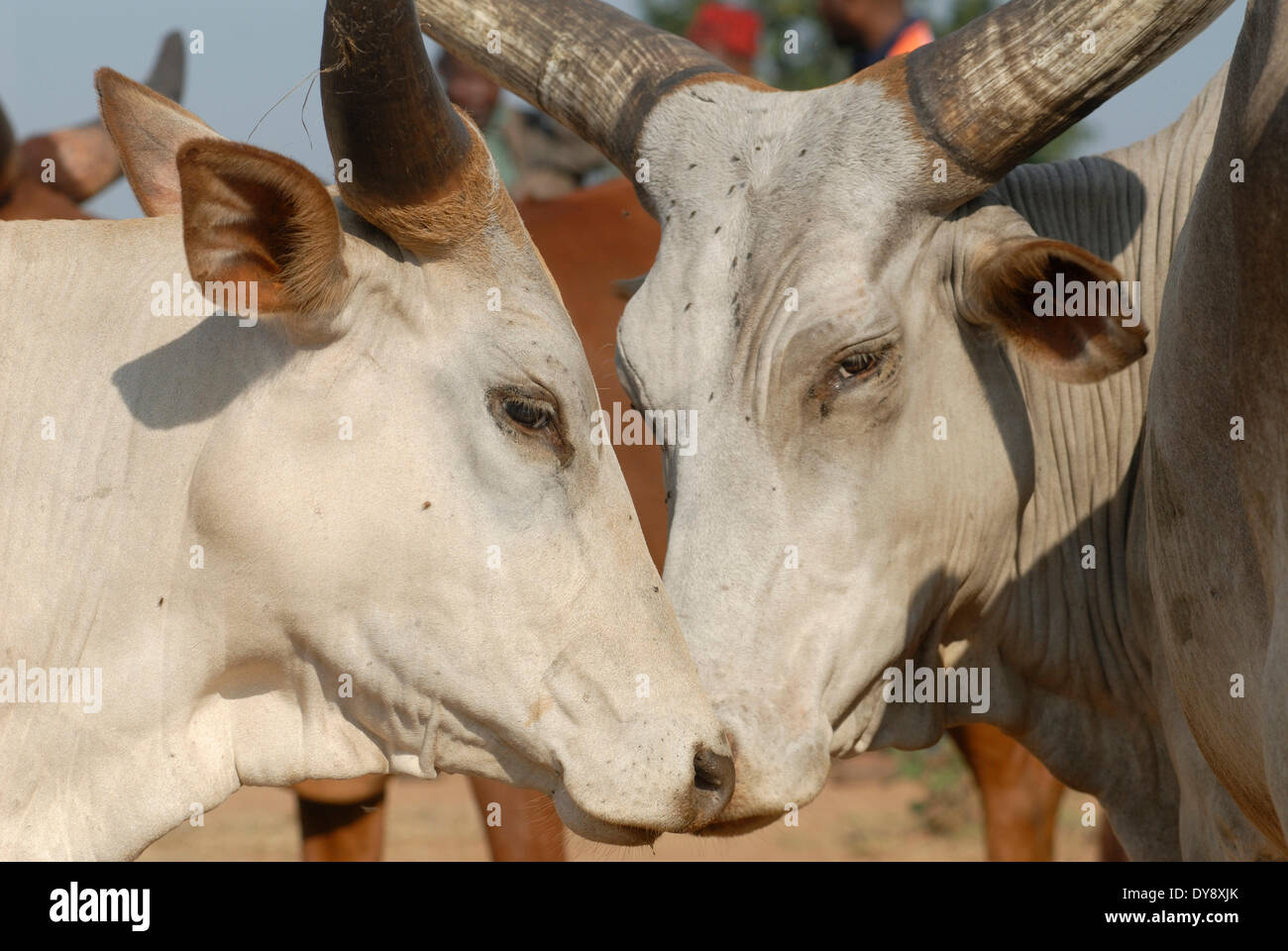 Graeme williams hi-res stock photography and images - Alamy