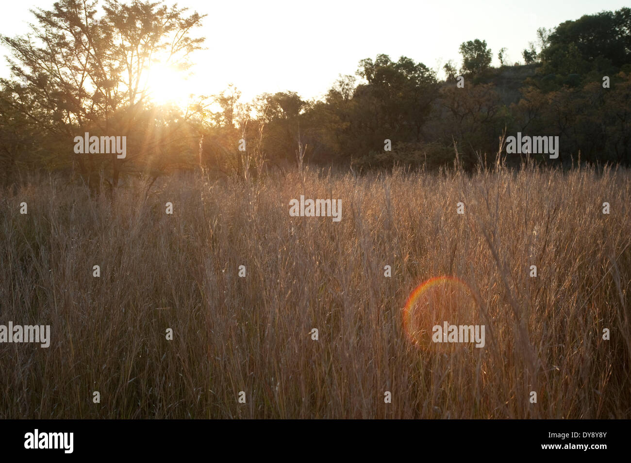 Highveld grasses hi-res stock photography and images - Alamy
