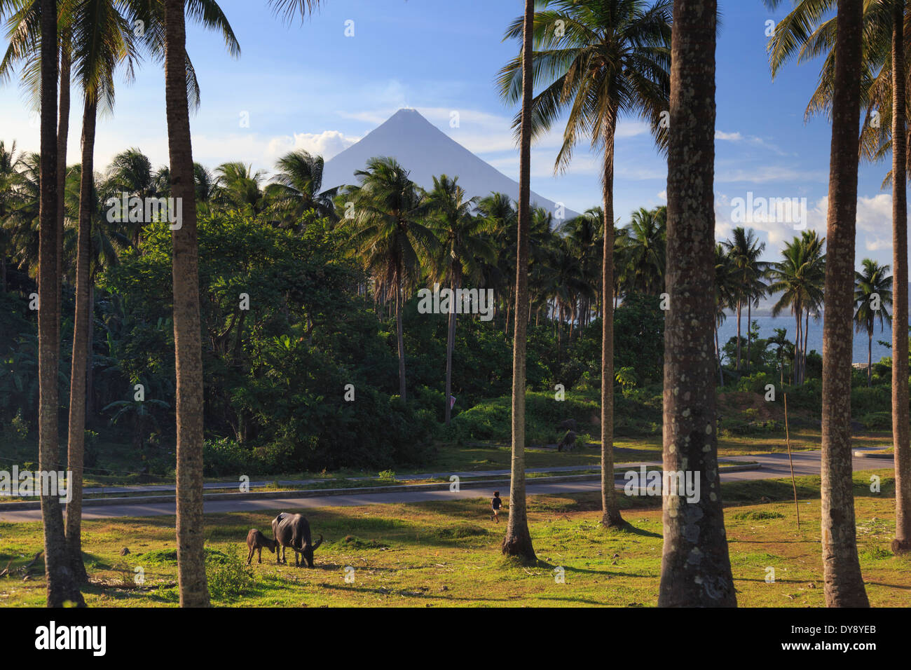 Philippines, Southeastern Luzon, Bicol, Mayon Volcano Stock Photo - Alamy