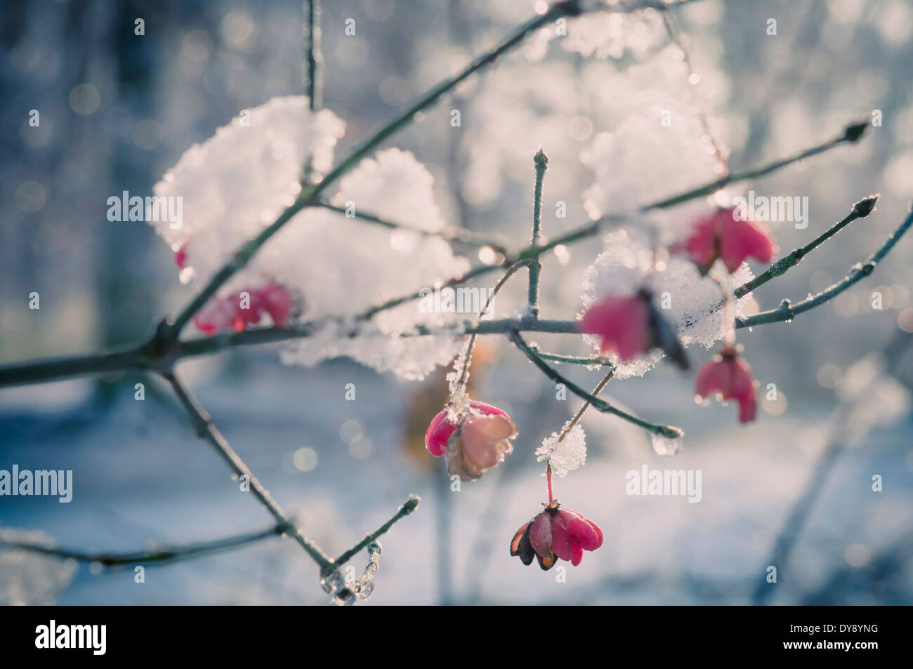 Spindle tree snow hi-res stock photography and images - Alamy