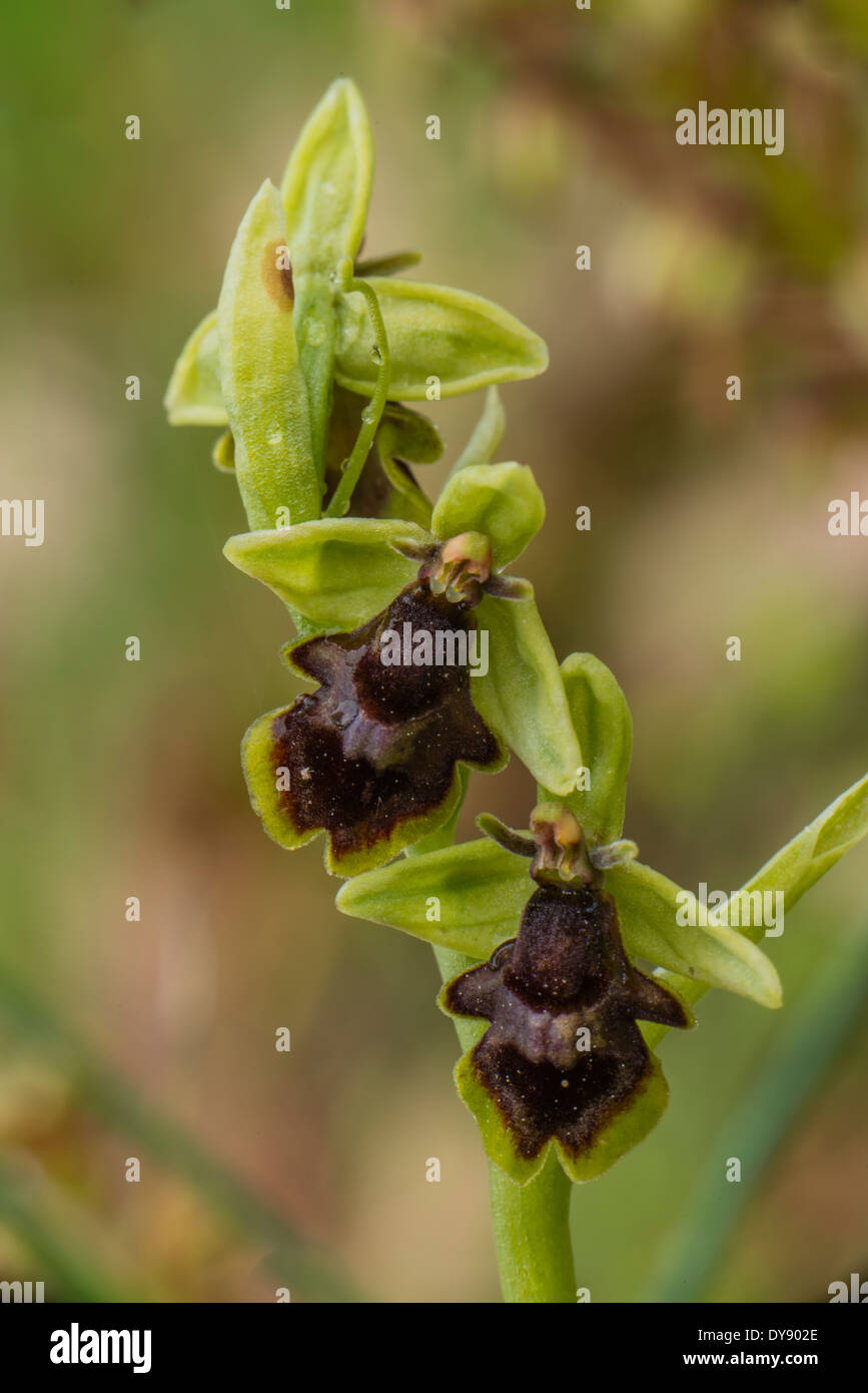 Ophrys subinsectifera hi-res stock photography and images - Alamy