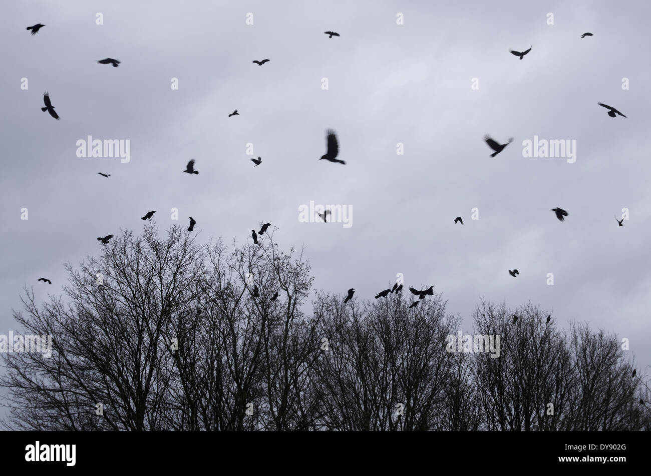 Flock of crows flying in front of rain clouds in winter Stock Photo - Alamy