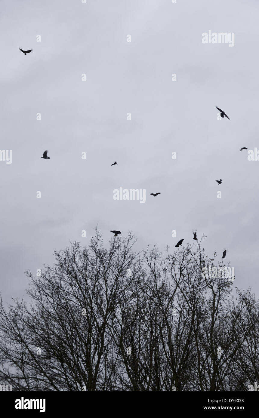 Flock of crows flying in front of rain clouds in winter Stock Photo - Alamy