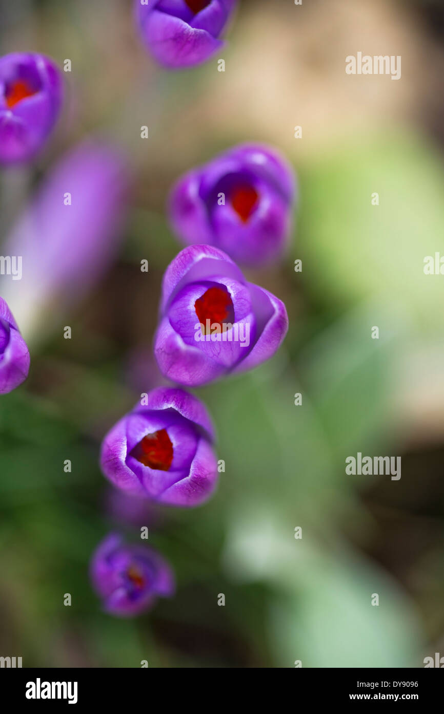 Germany, purple Crocus Stock Photo - Alamy