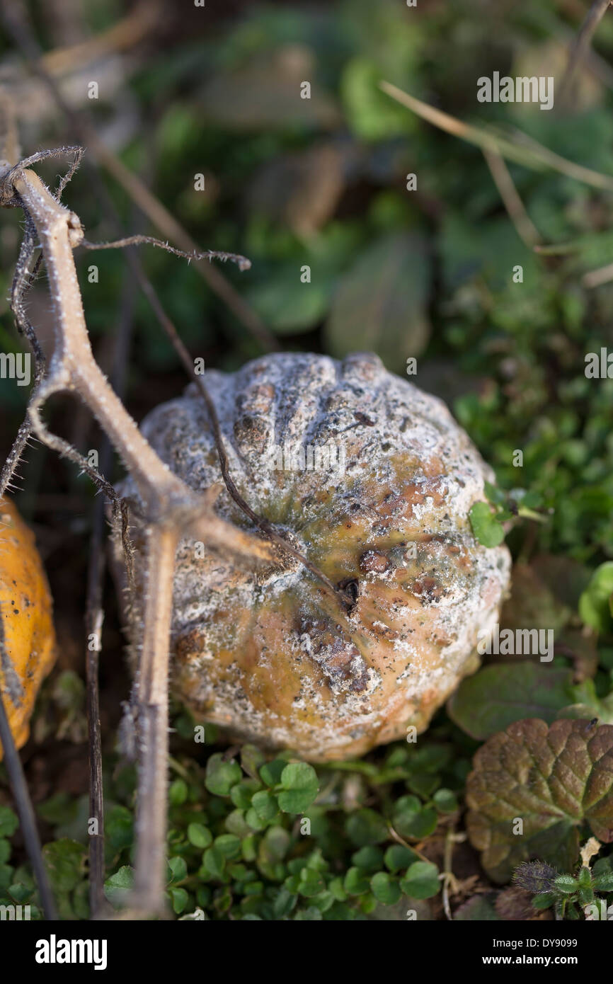 Decaying food hi-res stock photography and images - Alamy