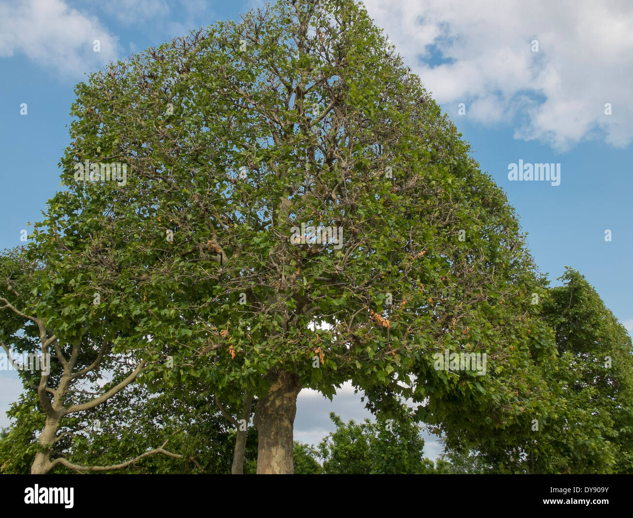 Tree pruned and cut out to make for perfectly flat shapes, Paris ...