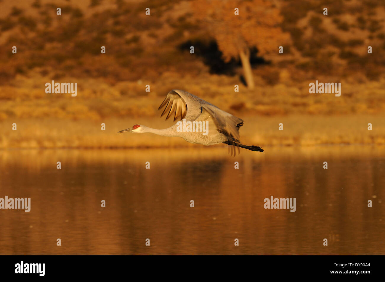 Autumn at bosque del apache national wildlife reserve hi-res stock ...