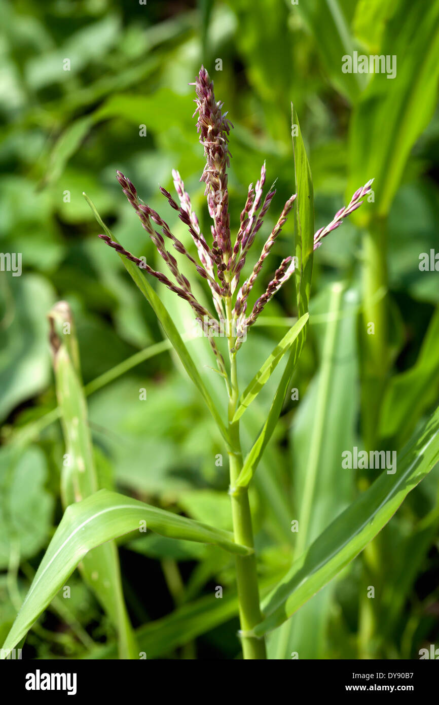 Bantam corn hi-res stock photography and images - Alamy