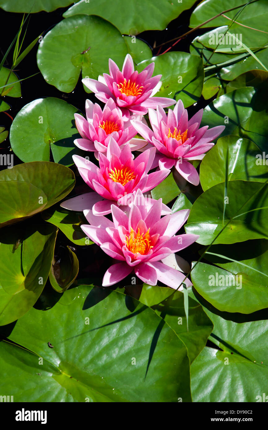 Germany, Bavaria, Wuerzburg, water lily Stock Photo - Alamy