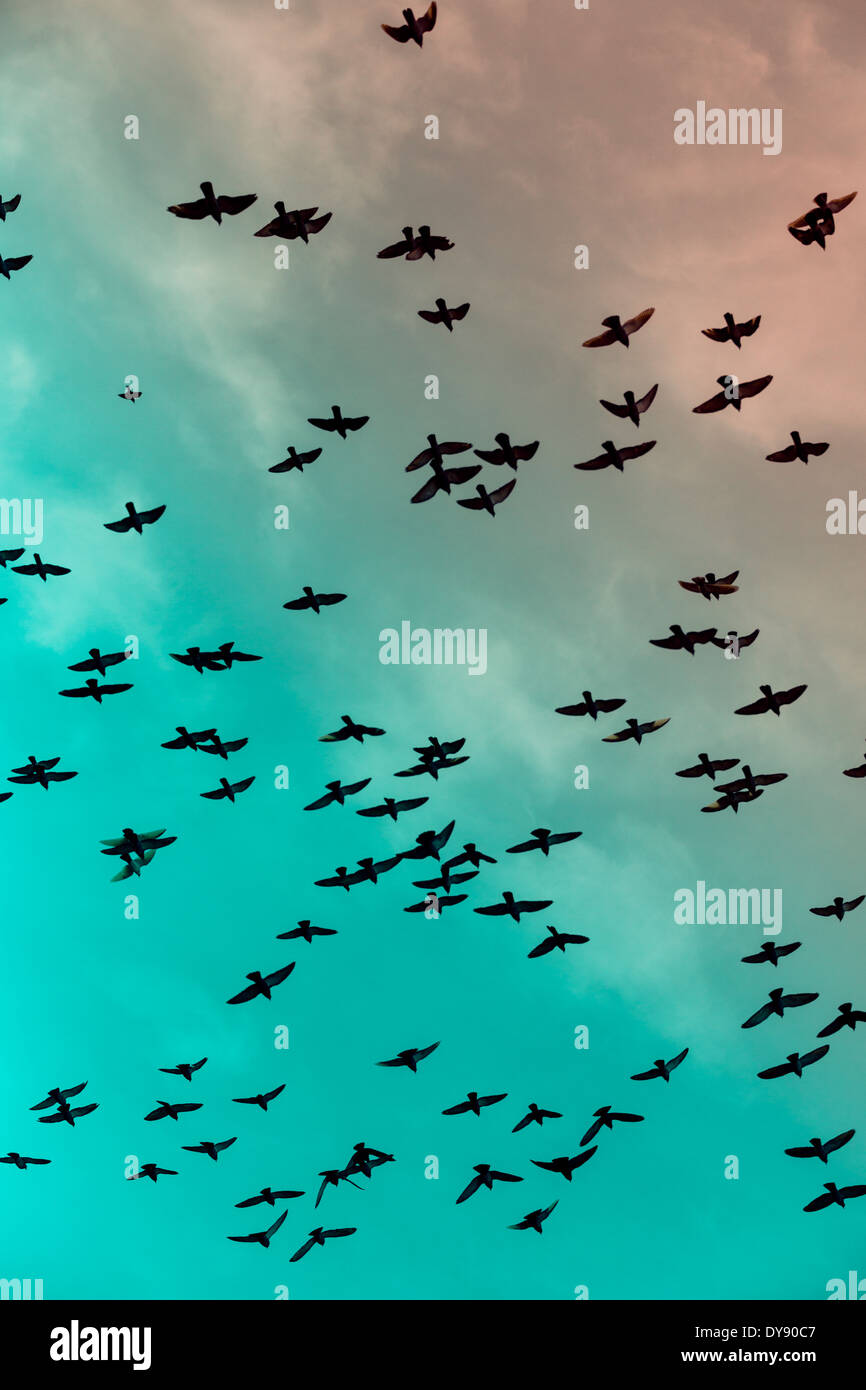 Flock of doves (Columbidae) flying in front of cloudy sky, view from ...