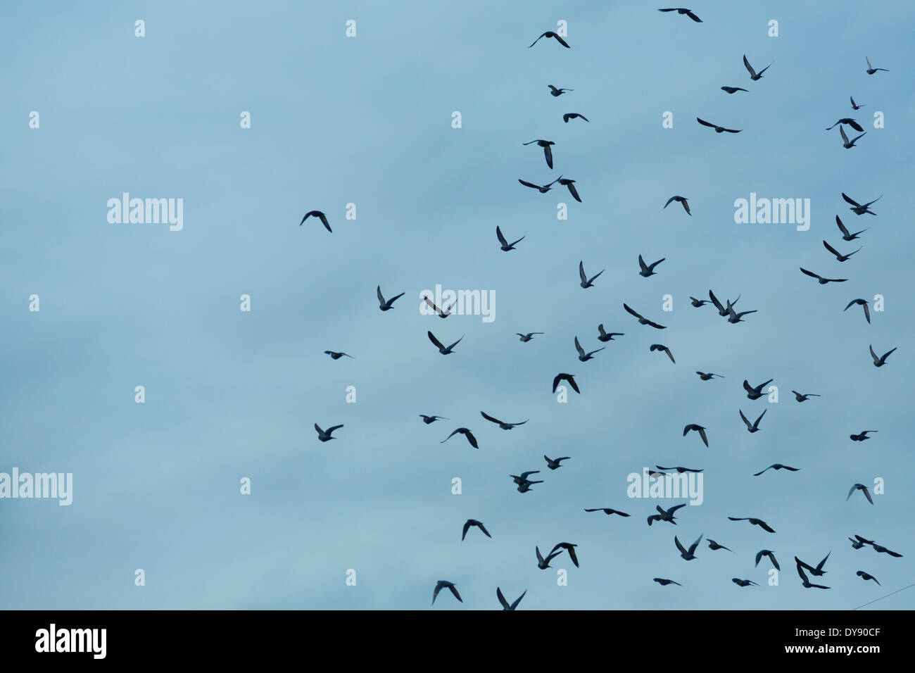 Flock of doves (Columbidae) flying in front of cloudy sky Stock Photo ...