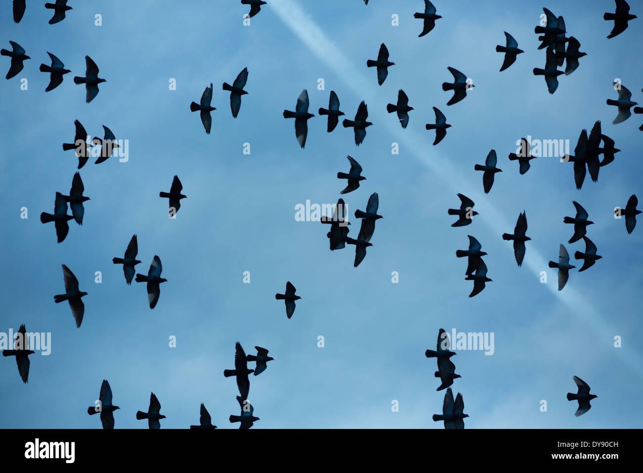 Flock of doves (Columbidae) flying in front of cloudy sky, view from ...