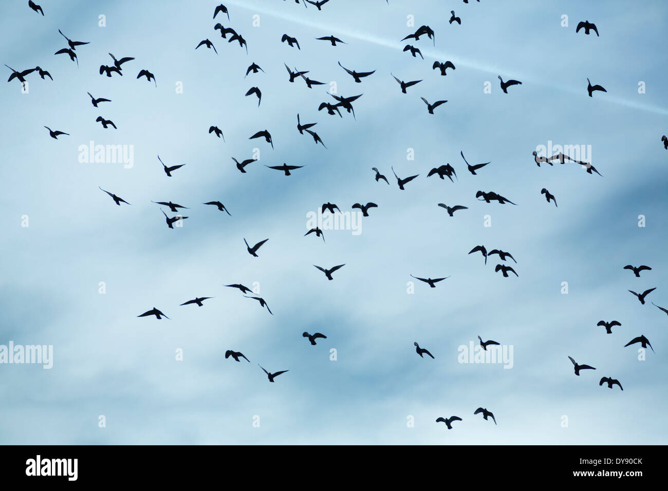 Flock of doves hi-res stock photography and images - Alamy