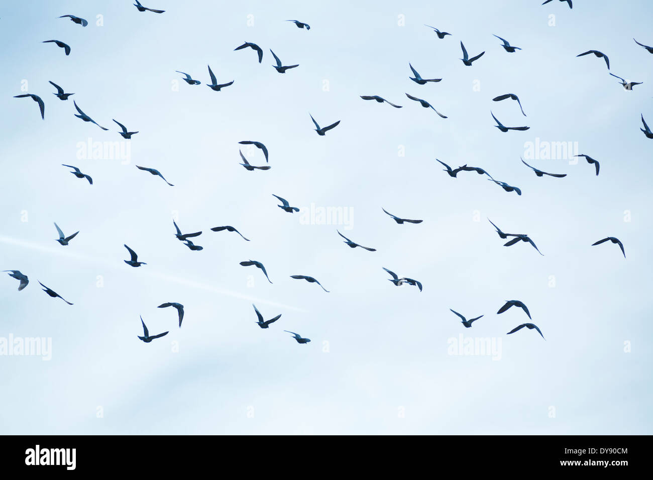 Flock of doves (Columbidae) flying in front of cloudy sky Stock Photo ...