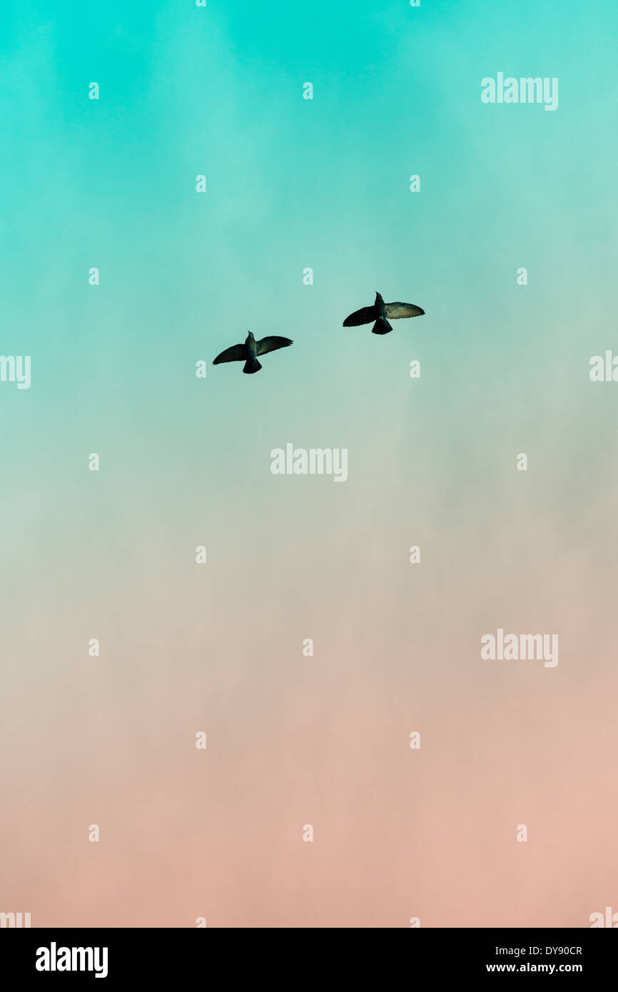 Two doves (Columbidae) flying in front of sky, view from below Stock ...