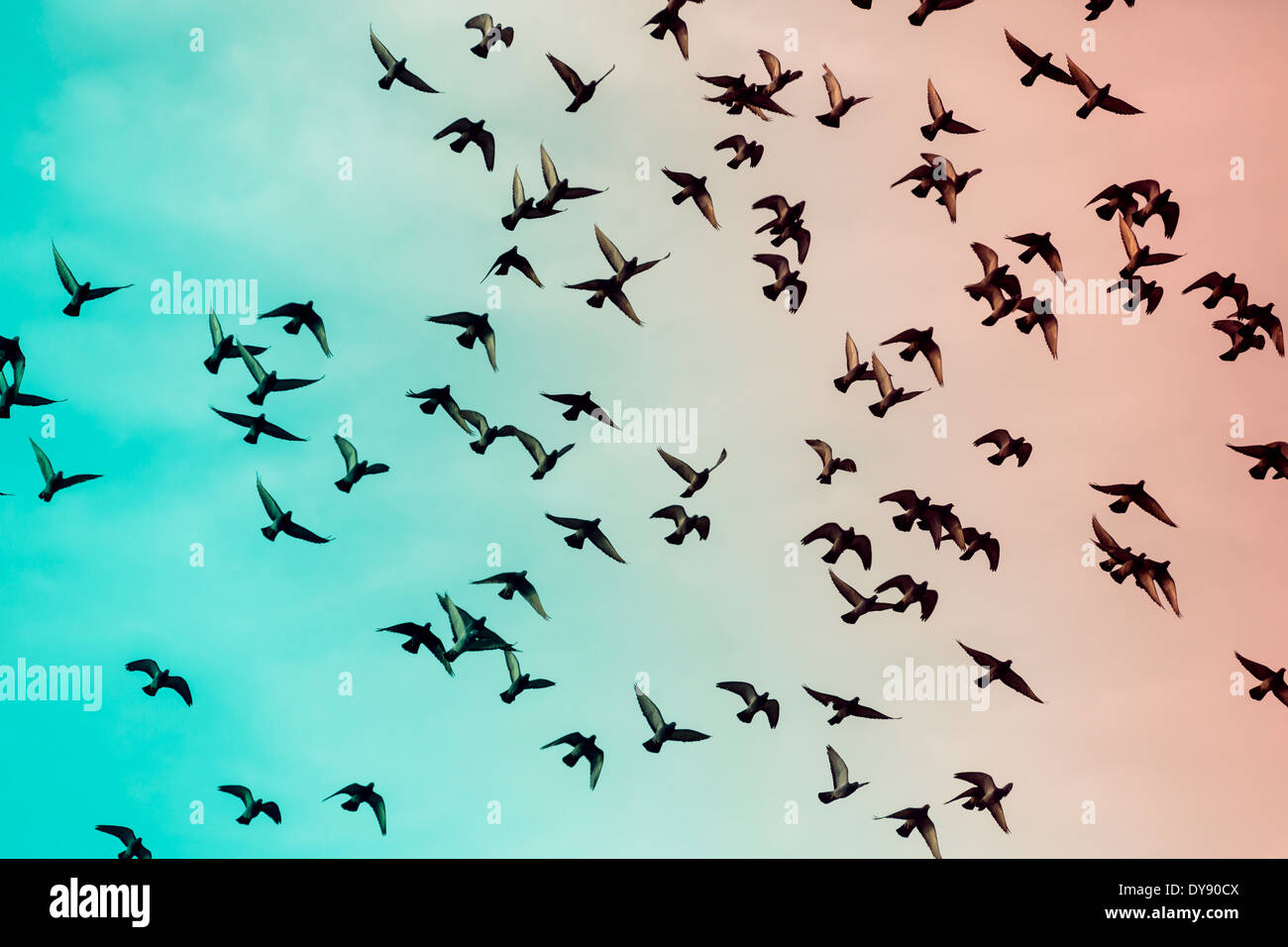 Flock of doves (Columbidae) flying in front of sky, view from below ...