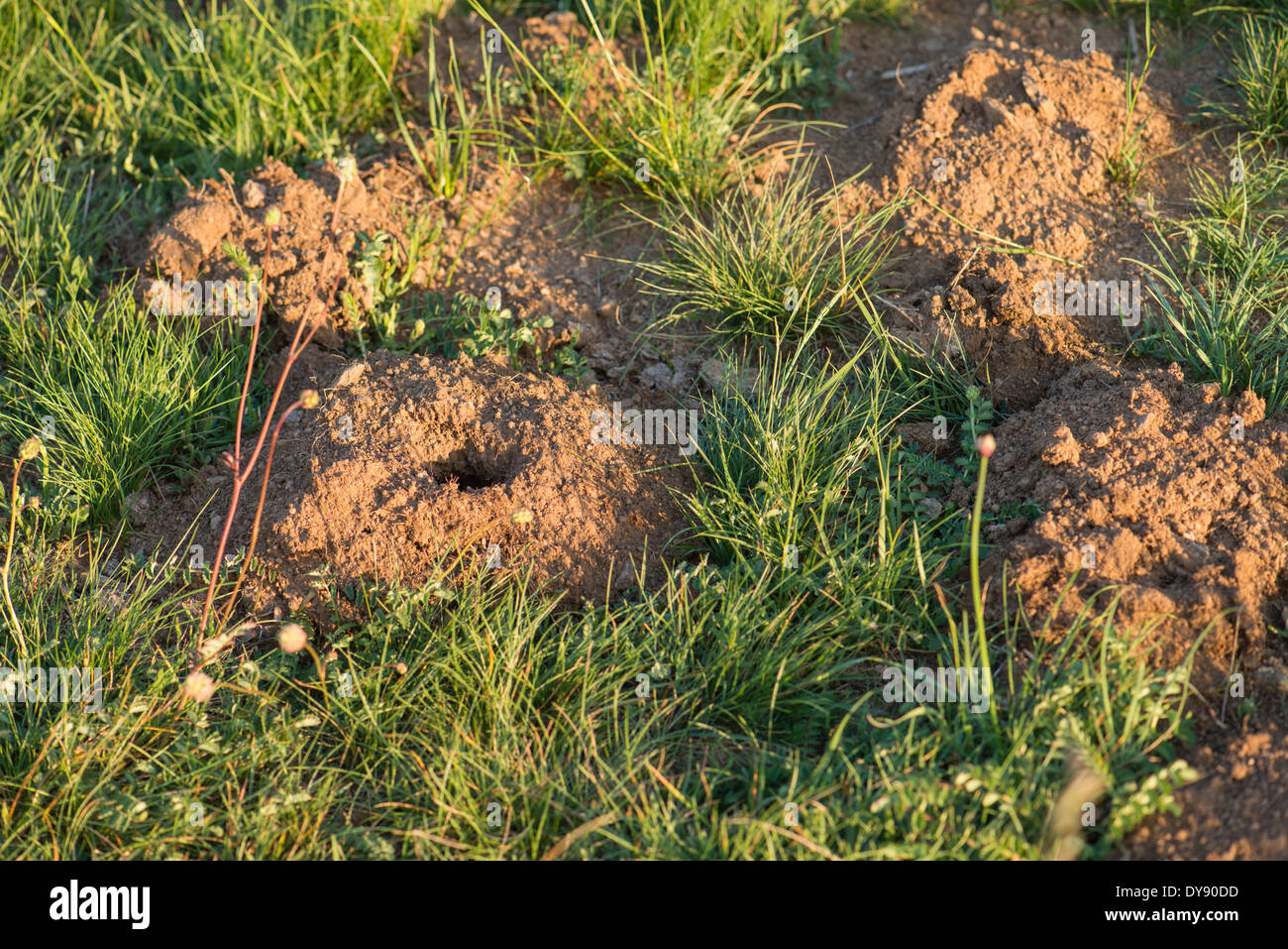 Underground Animal Stock Photos & Underground Animal Stock Images - Alamy