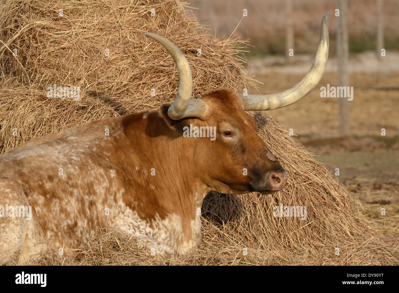 USA, United States, America, Texas, Corpus Christi, Padre Island, hay ...