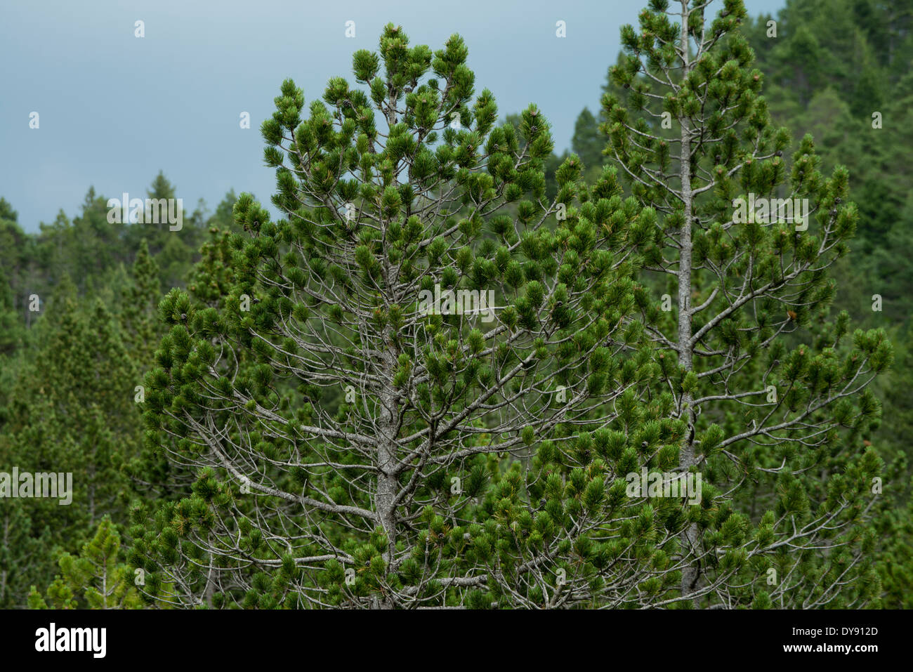 Dense forest of Pine trees in the Pyrenees, Spain Stock Photo - Alamy