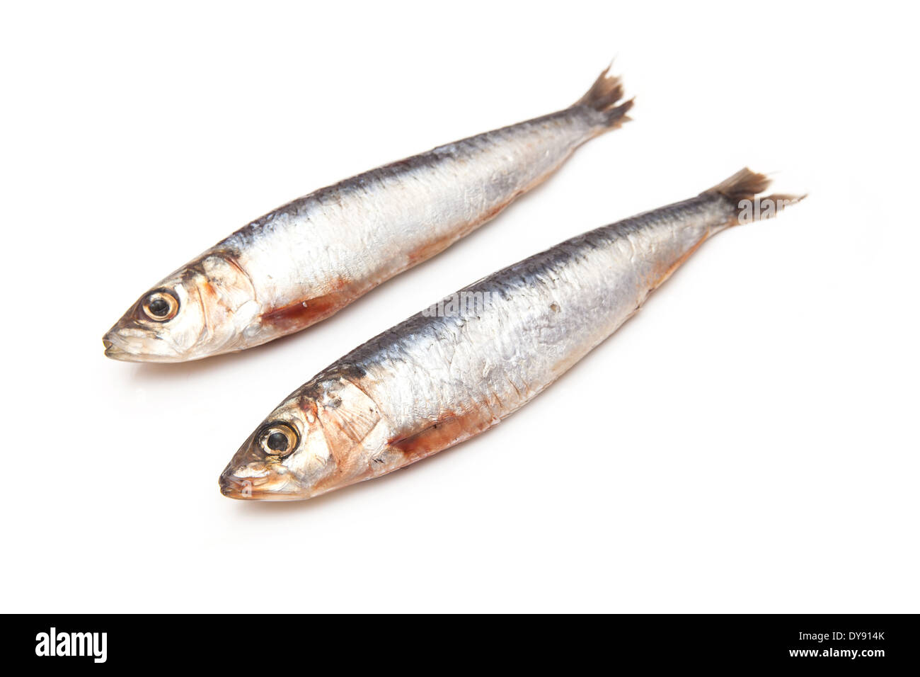 Cornish sardines isolated on a white studio background Stock Photo - Alamy