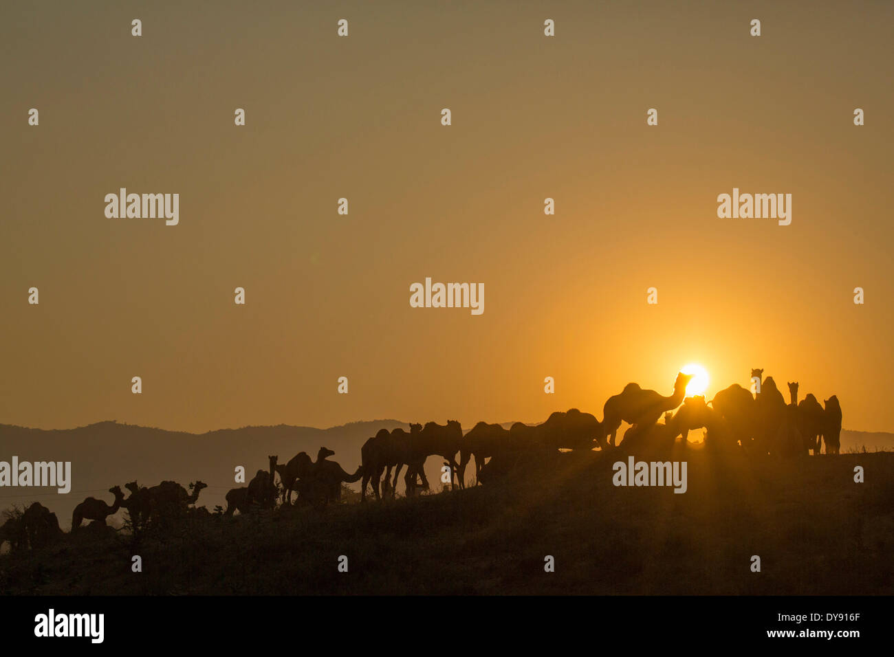Pushkar Mela camel market camels dromedaries Pushkar Rajasthan India ...