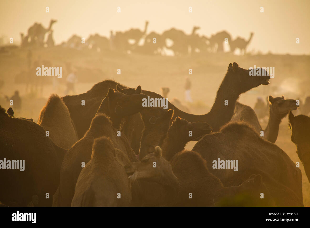 Pushkar Mela, camel market, camels, dromedaries, Pushkar, Rajasthan ...