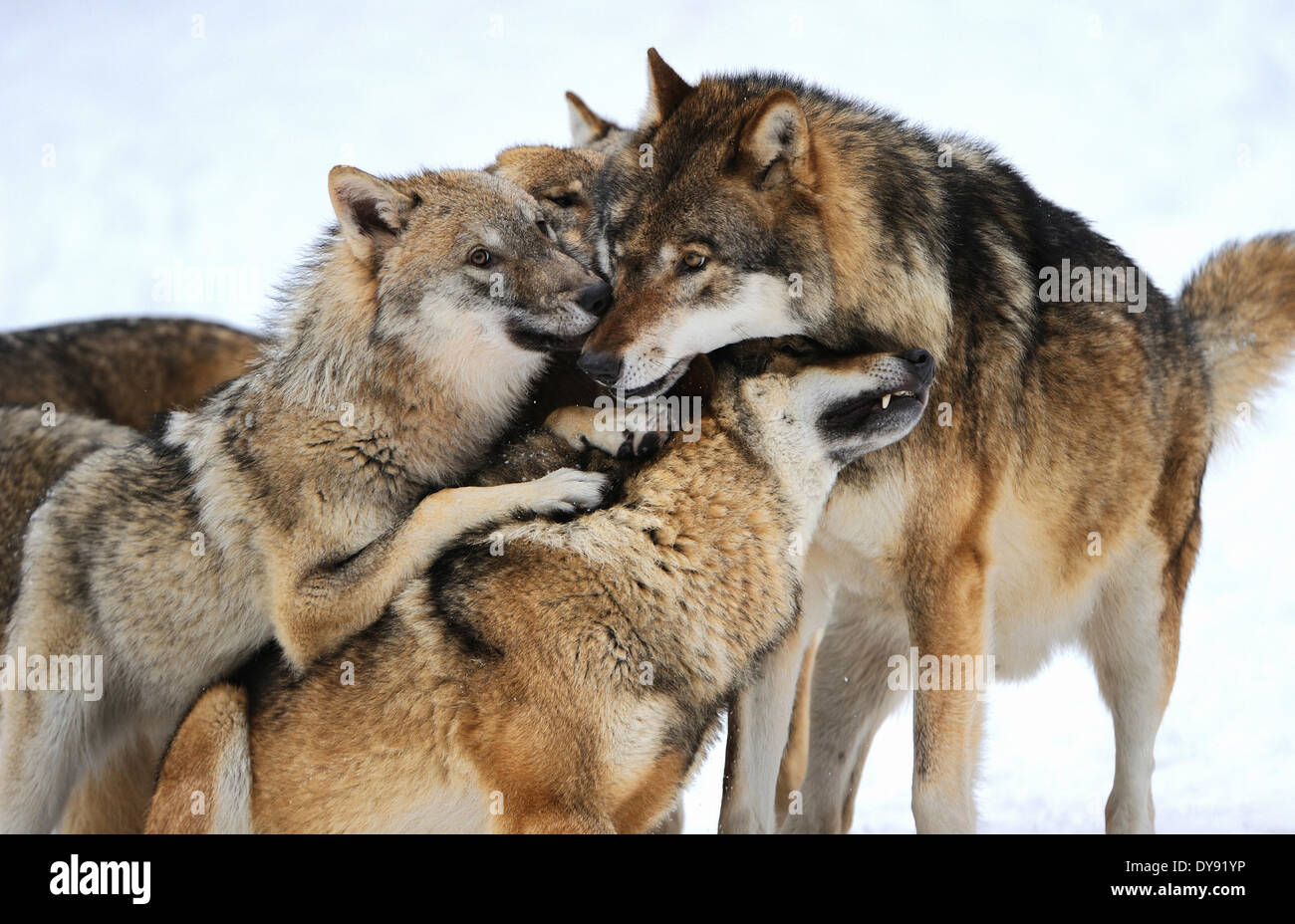 Canis lupus canids European Wolf gray wolf predators wolves predator ...