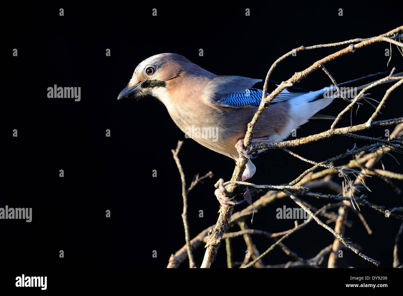 Jay, songbirds, passerines, corvids, Garrulus glandarius, birds, bird ...