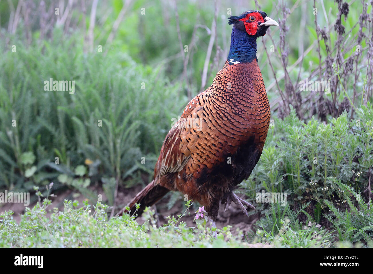 Pheasant common pheasant gallinaceous birds Phasianus colchicus ...