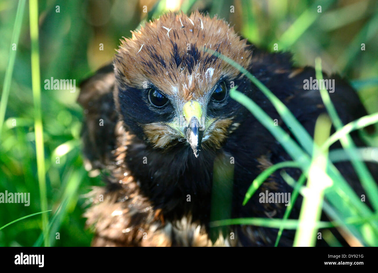 marsh harrier, Circus aeruginosus, aves, raptor, bird of prey ...