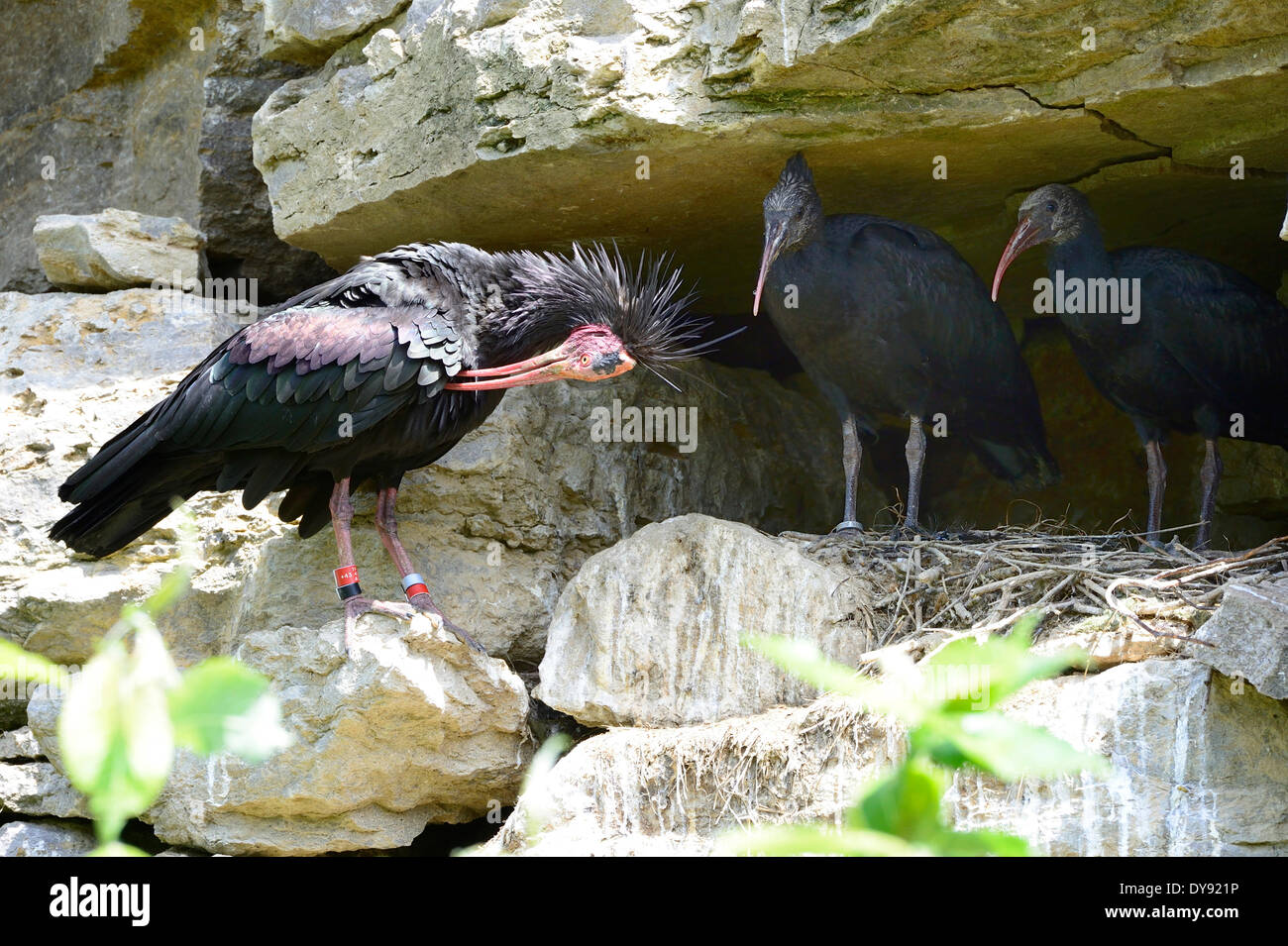 Waldrapp, Geronticus eremita, European ibis, ibis, waders, bird, birds ...