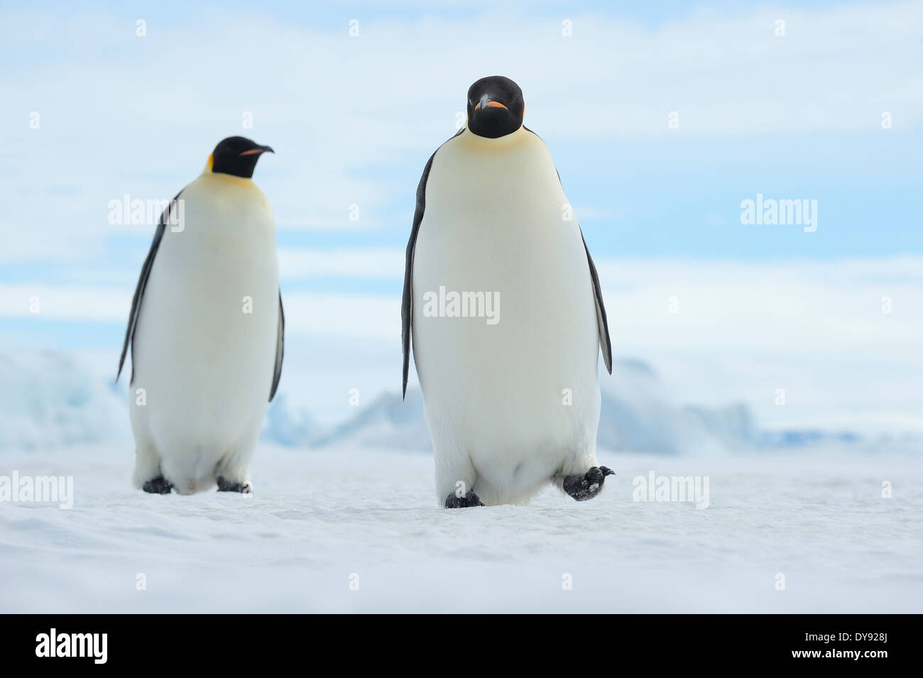 Emperor penguins walking on snow hi-res stock photography and images ...