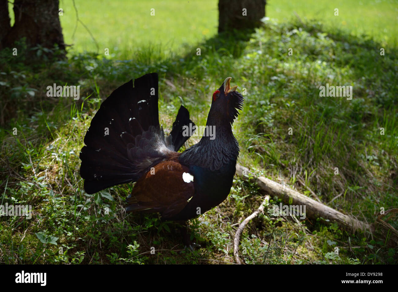 wood grouse Tetrao urogallus mountain cock capercaille cock wild ...