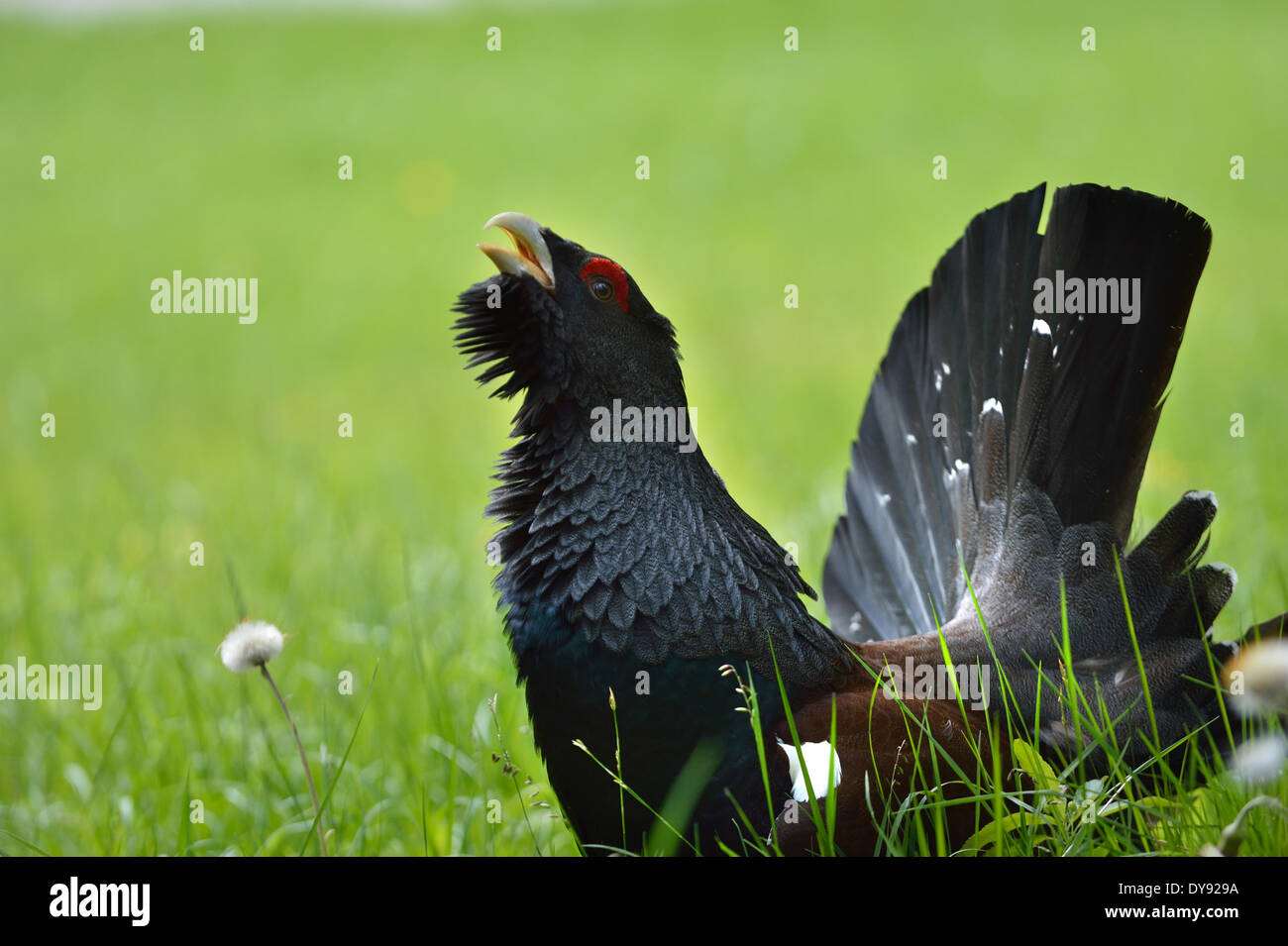 wood grouse Tetrao urogallus mountain cock capercaille cock wild ...