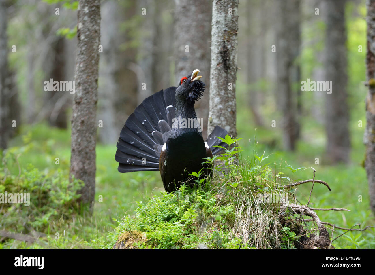 wood grouse Tetrao urogallus mountain cock capercaille cock wild ...
