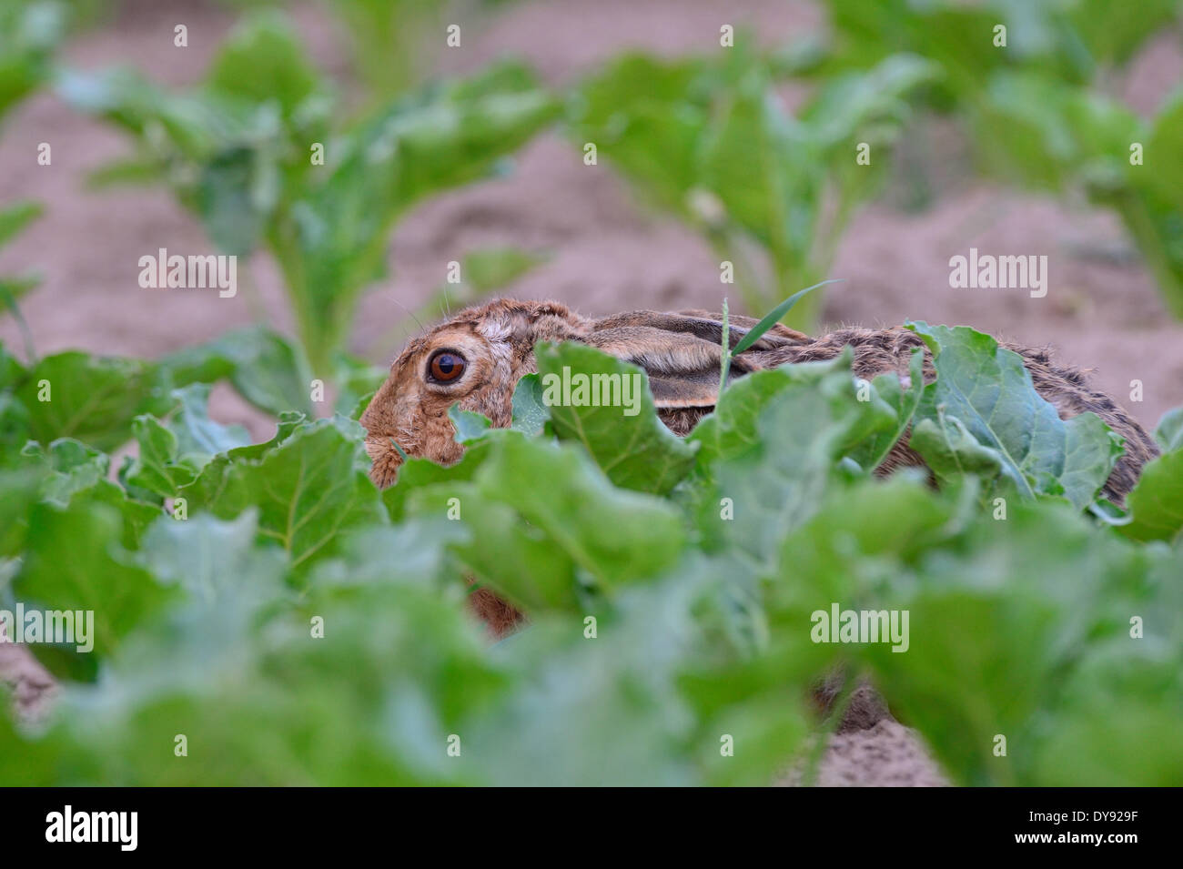 Hare, Rabbit, Lepus europaeus Pallas, brown hare, bunny, turnip field ...