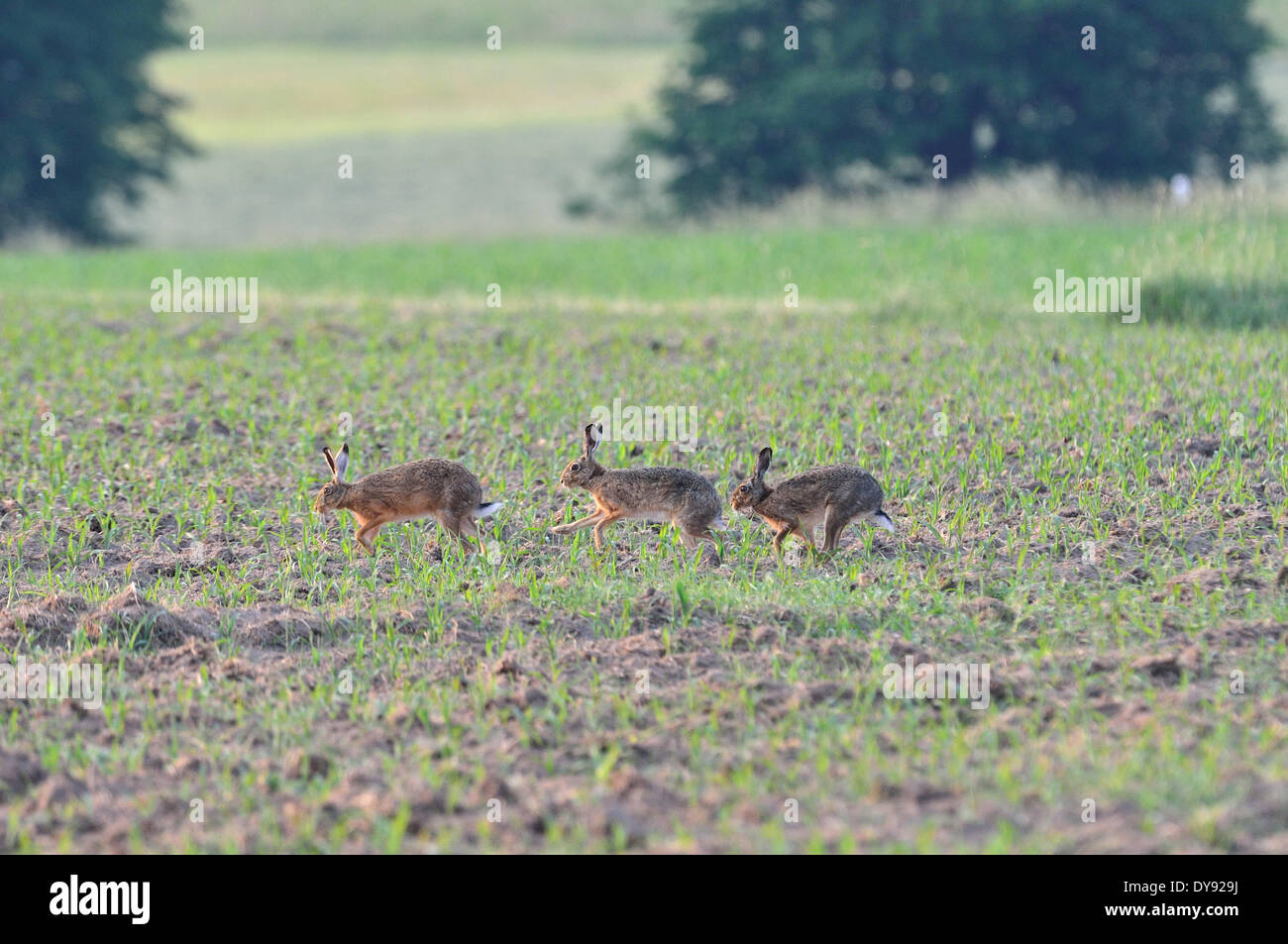 Hare Rabbit Lepus europaeus Pallas brown hare bunny hares rabbits May ...