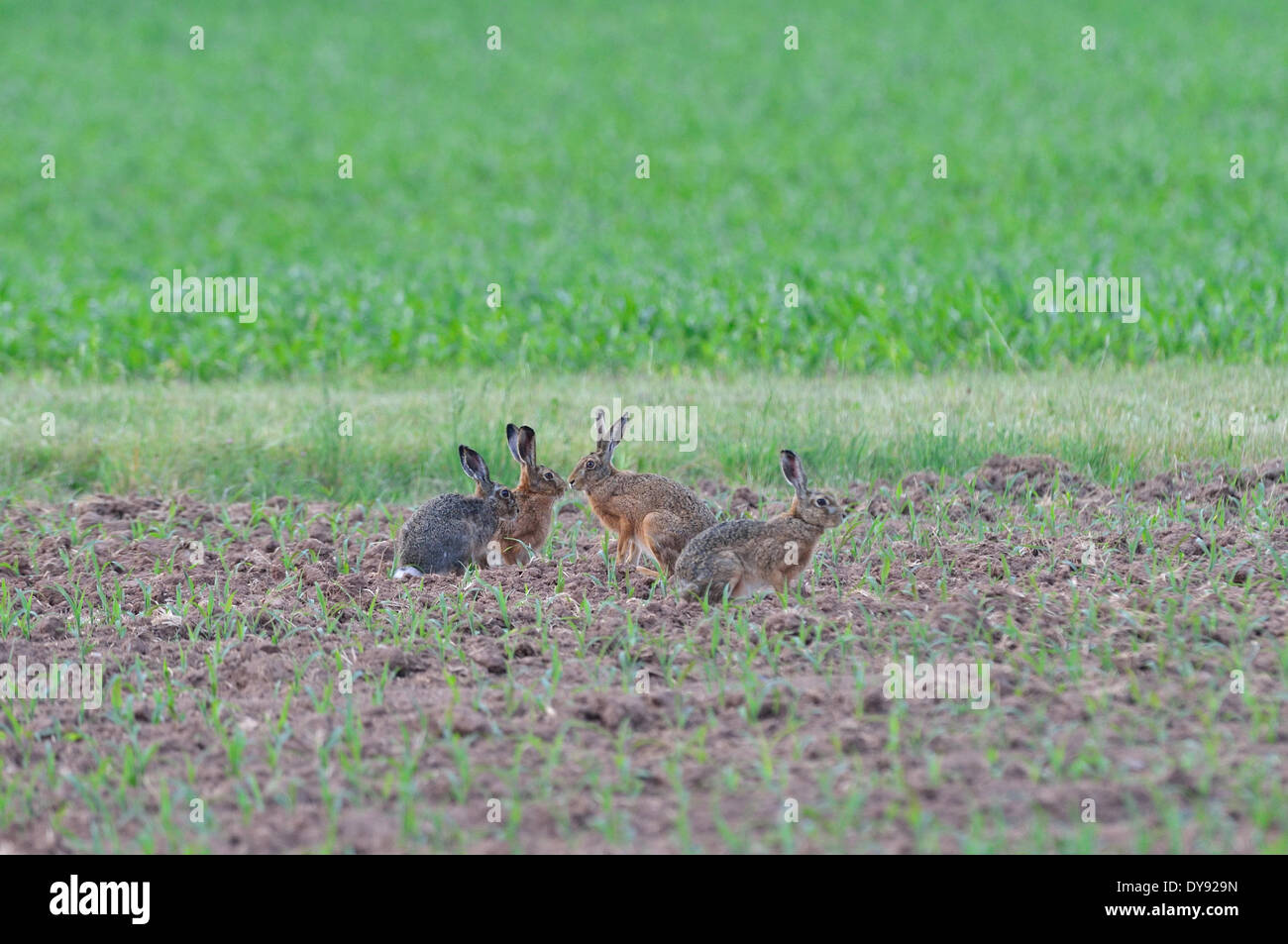 Hare Rabbit Lepus europaeus Pallas brown hare bunny hares rabbits May ...