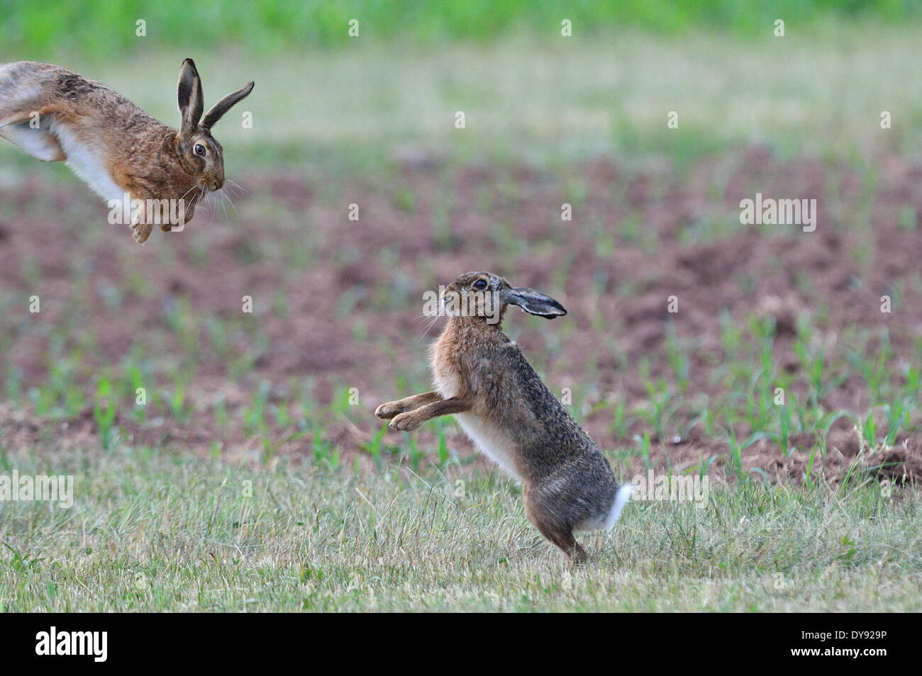 Hare Rabbit Lepus europaeus Pallas brown hare bunny hares rabbits May ...