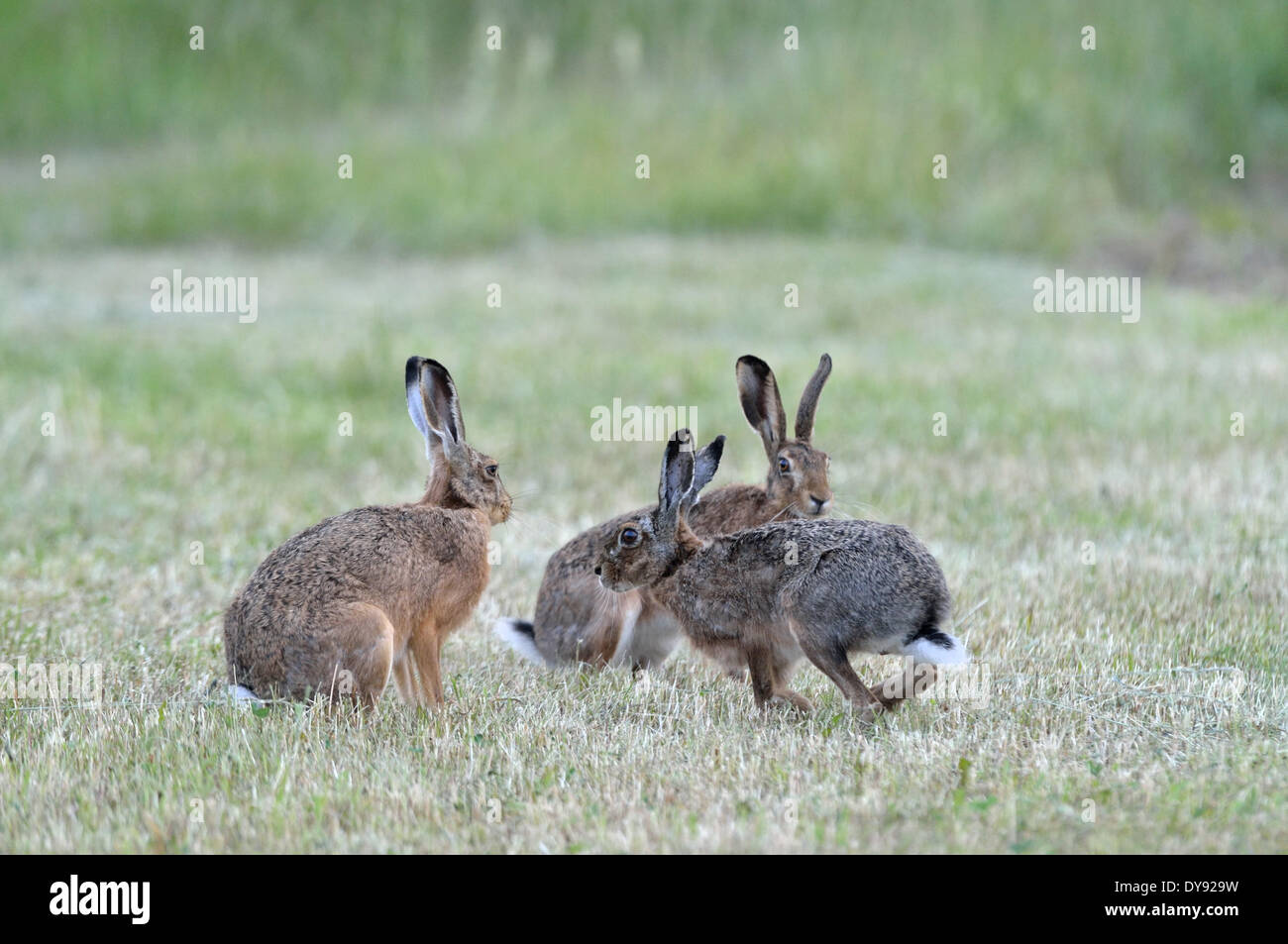 Hare Rabbit Lepus europaeus Pallas brown hare bunny hares rabbits May ...