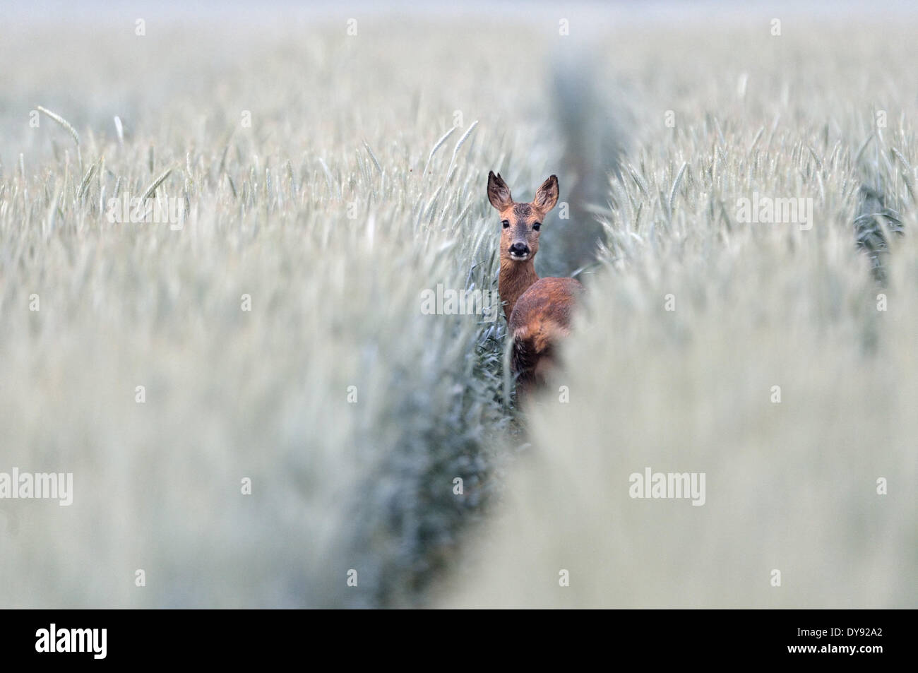 Roe deer Capreolus capreolus cloven-hoofed animals New World deer wild ...