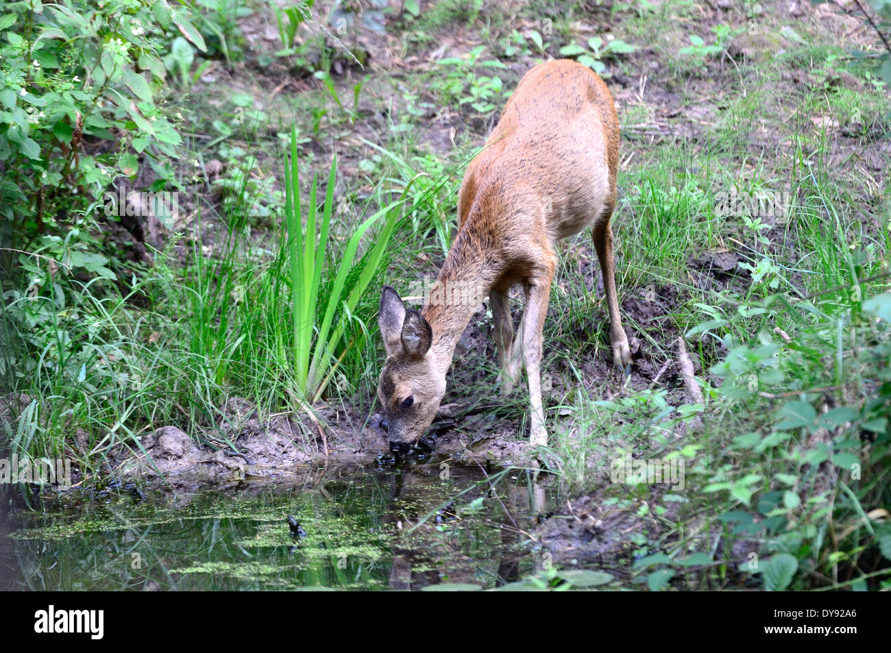 Roe deer Capreolus capreolus cloven-hoofed animals New World deer wood ...