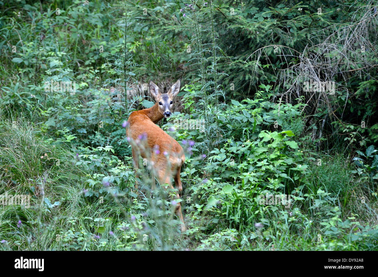 Roe deer Capreolus capreolus cloven-hoofed animals New World deer ...