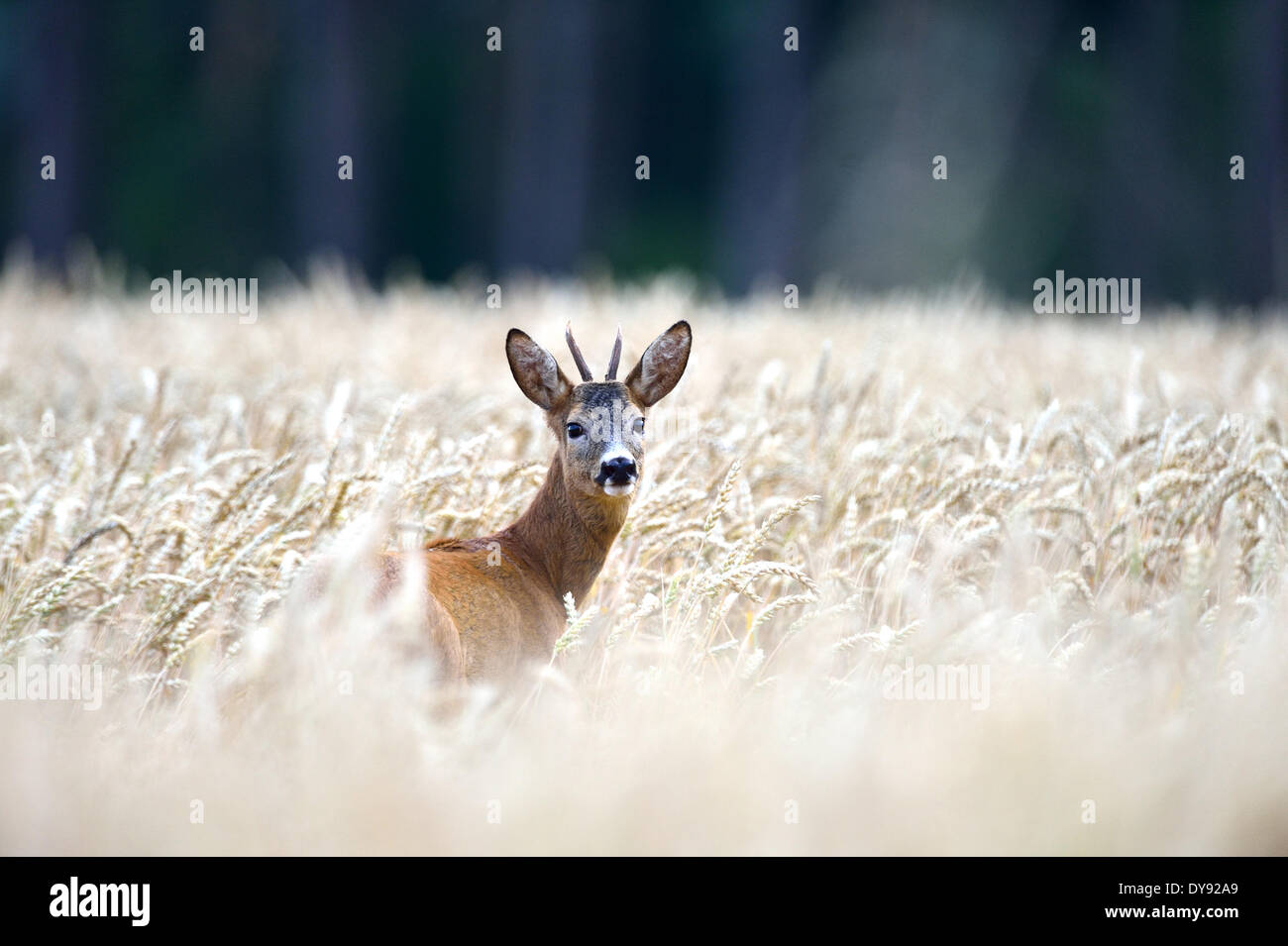 Roe deer Capreolus capreolus cloven-hoofed animals New World deer wood ...