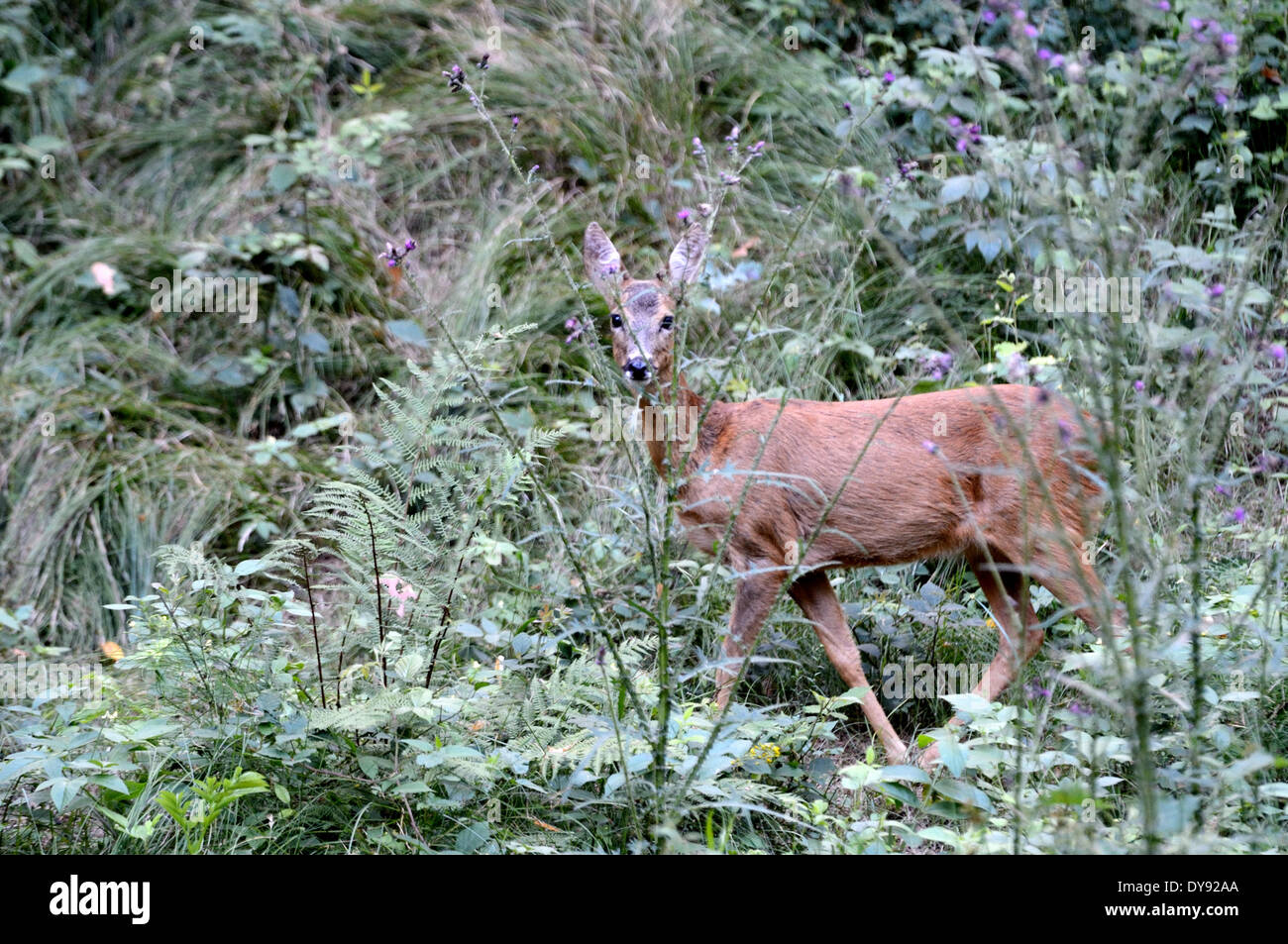 Roe deer Capreolus capreolus cloven-hoofed animals New World deer wood ...